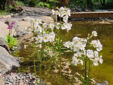 Services | Serenity Water Features